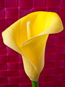 The Calla Lily, a symbol of rebirth and union | SKY cadeaux et fleurs